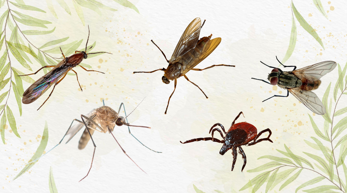 5 Insects That Cause Itchy Bites: How to Identify & Avoid Them – Aussie ...