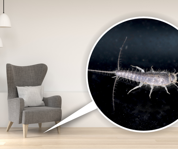 How to Get Rid of Silverfish: A Complete Guide for a Pest-Free Home ...