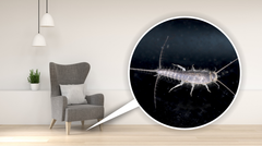 How to Get Rid of Silverfish: A Complete Guide for a Pest-Free Home ...