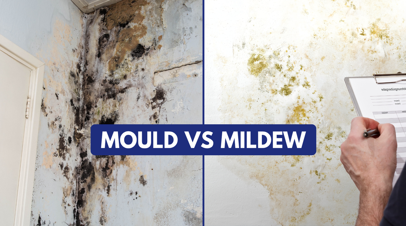 Mould or Mildew? How to Tell the Difference & What to Do – Aussie ...