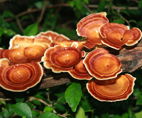 Reishi Mushroom: Know the Different Types and Health Benefits – Aussie ...