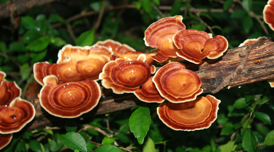 Reishi Mushroom: Know the Different Types and Health Benefits – Aussie ...
