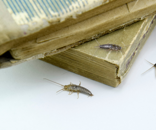What Attracts Silverfish to Your Home & Getting Rid of Them Naturally ...