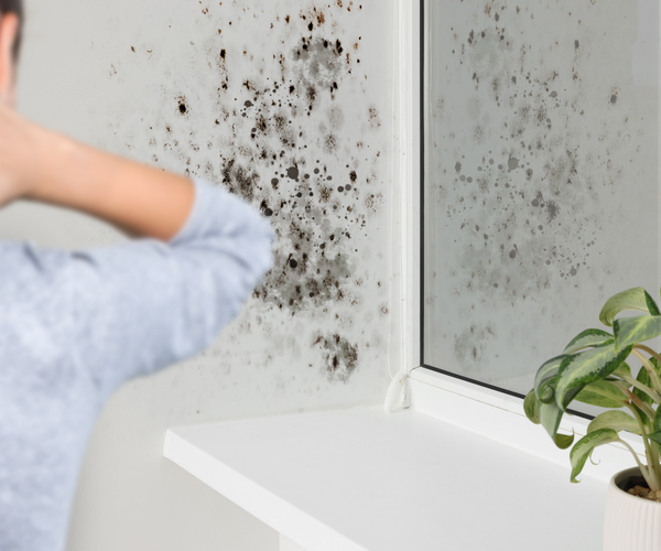 Is That Mould Dangerous? How to Identify Common Types at Home – Aussie ...